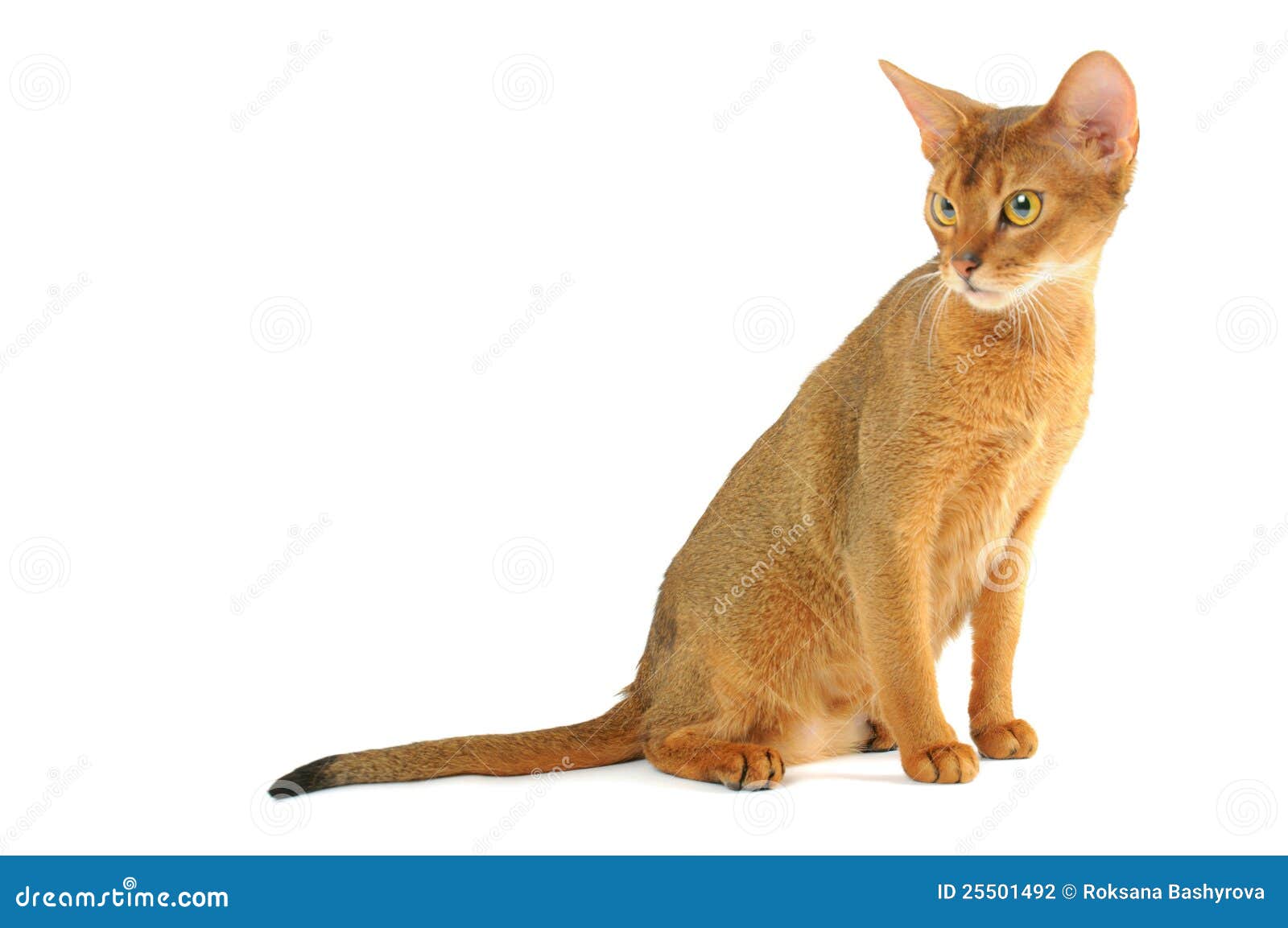 Gato abisinio foto de archivo. Imagen de piel, nadie - 25501492