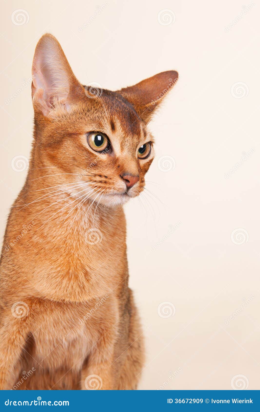 Gato abisinio imagen de archivo. Imagen de puro, mascota - 36672909