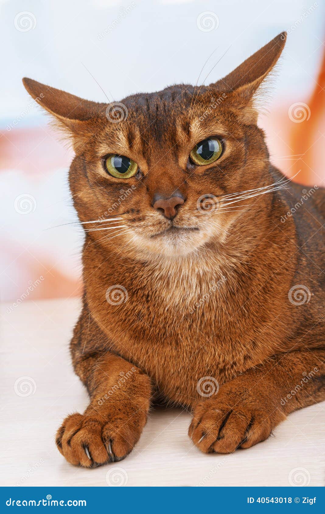 Gato abisinio foto de archivo. Imagen de animal, hermoso - 40543018