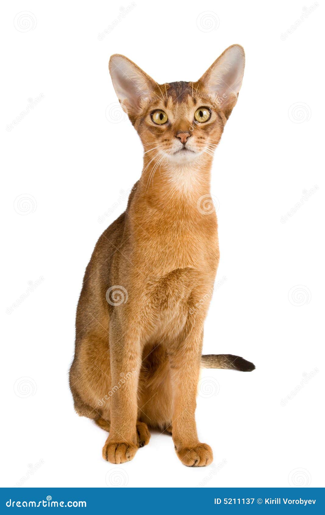 Gato abisinio imagen de archivo. Imagen de pelo, rojo - 5211137