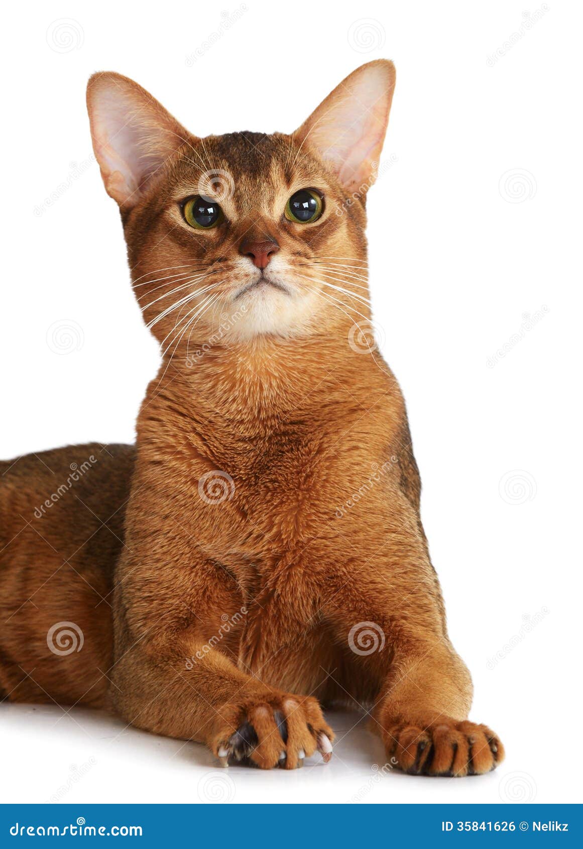 Gato Abyssinian Isolado No Fundo Branco Foto de Stock - Imagem de pata ...