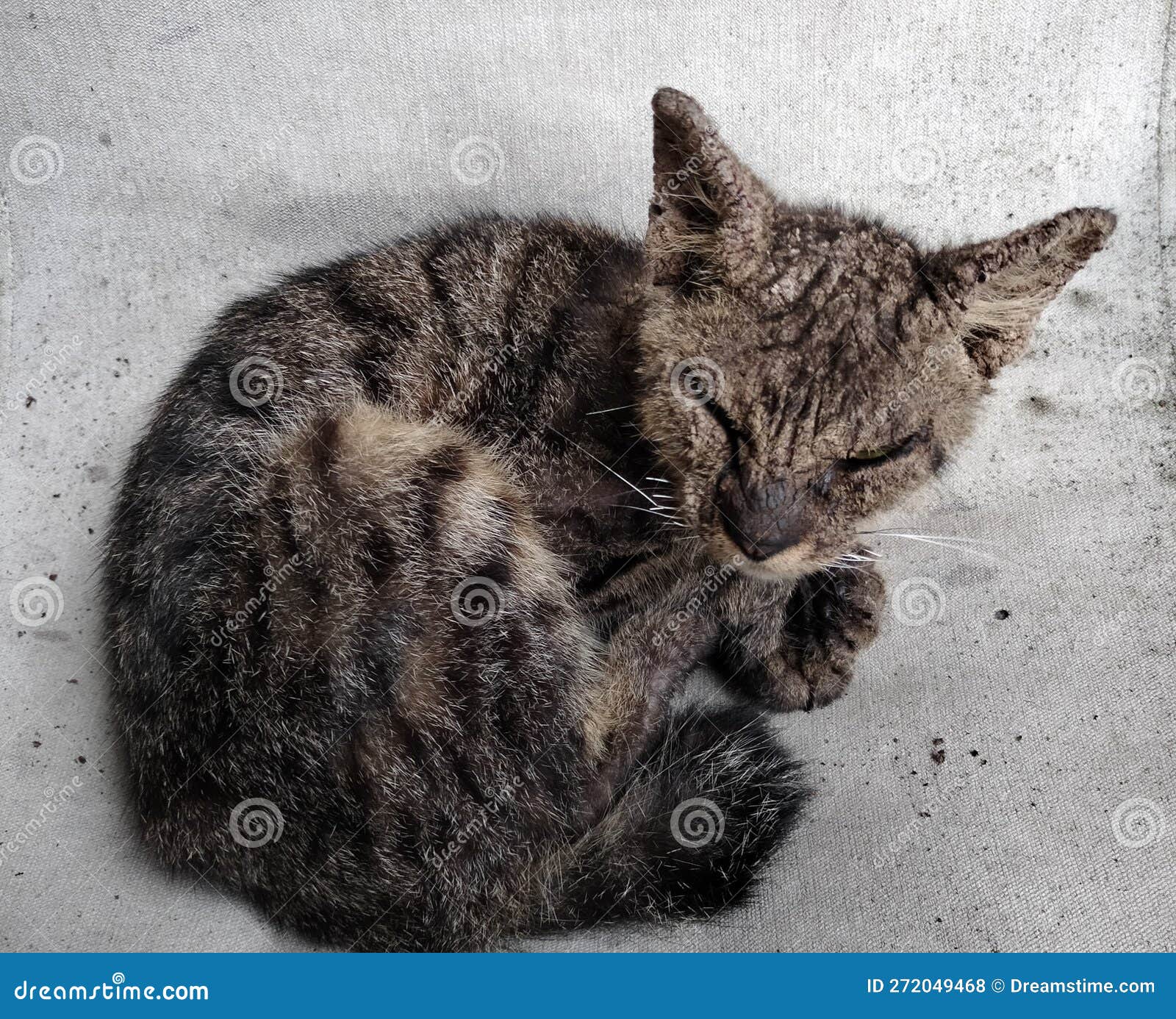 Gato Acurrucado En Una Silla Foto de archivo - Imagen de gato, blanco ...