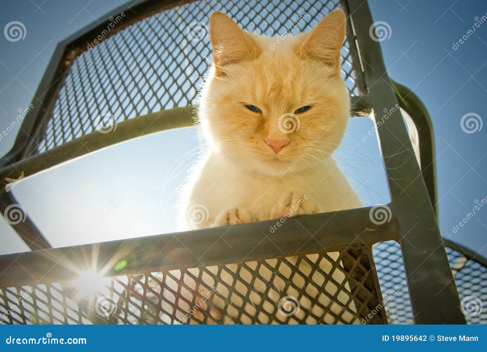 Gato al aire libre foto de archivo. Imagen de deslumbrar - 19895642