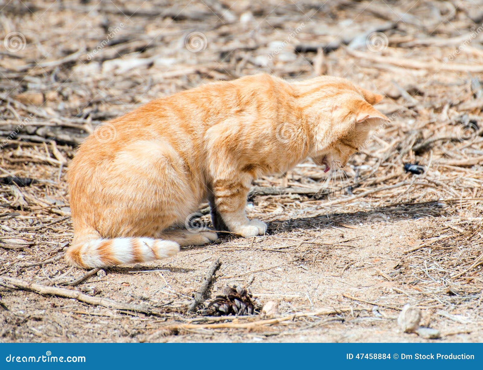 Gato al aire libre foto de archivo. Imagen de reventar - 47458884