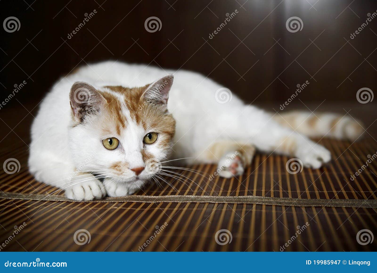Gato alerta imagem de stock. Imagem de amarelo, fofofo - 19985947