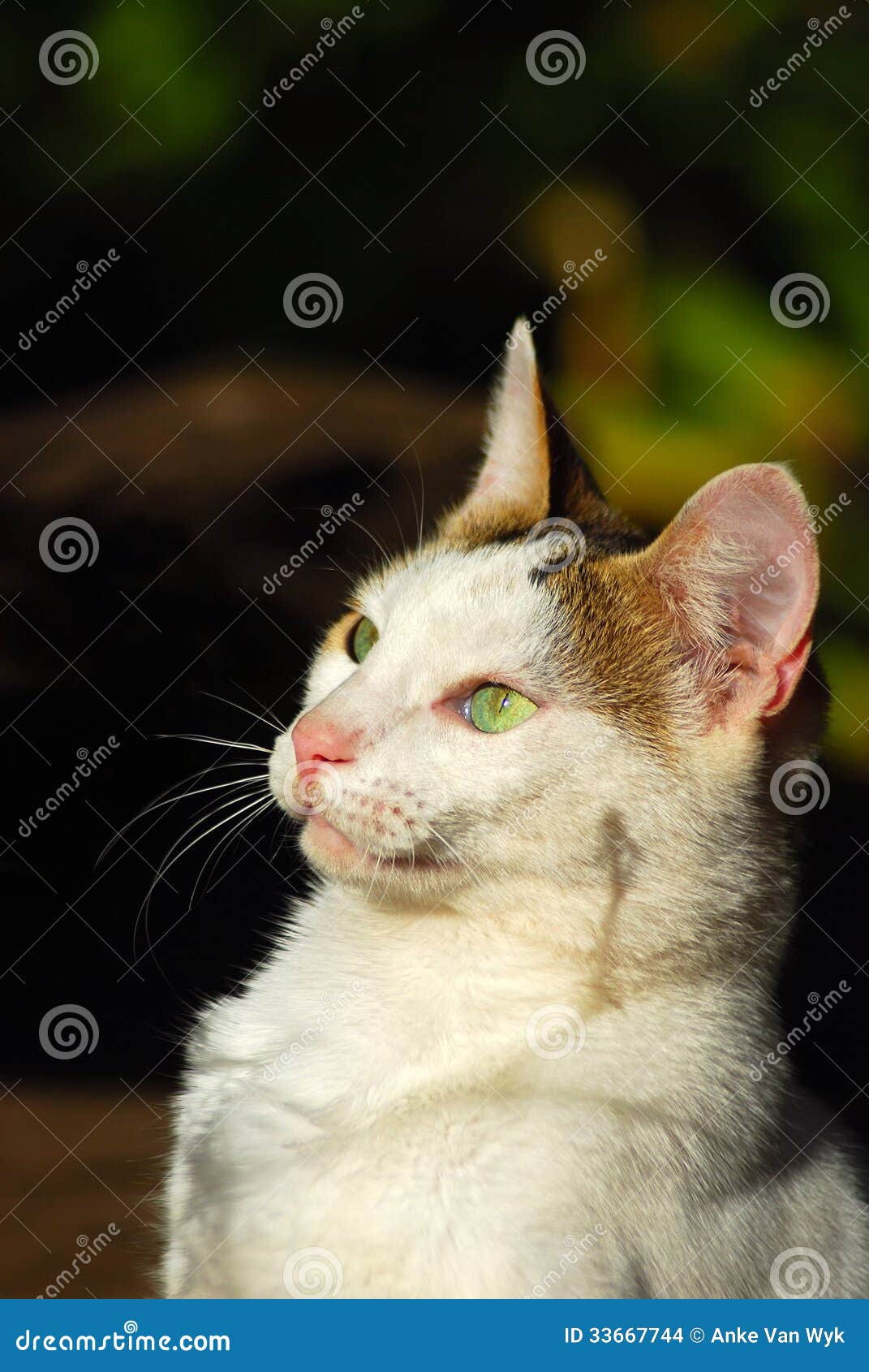 Gato alerta foto de archivo. Imagen de alerta, gato - 33667744