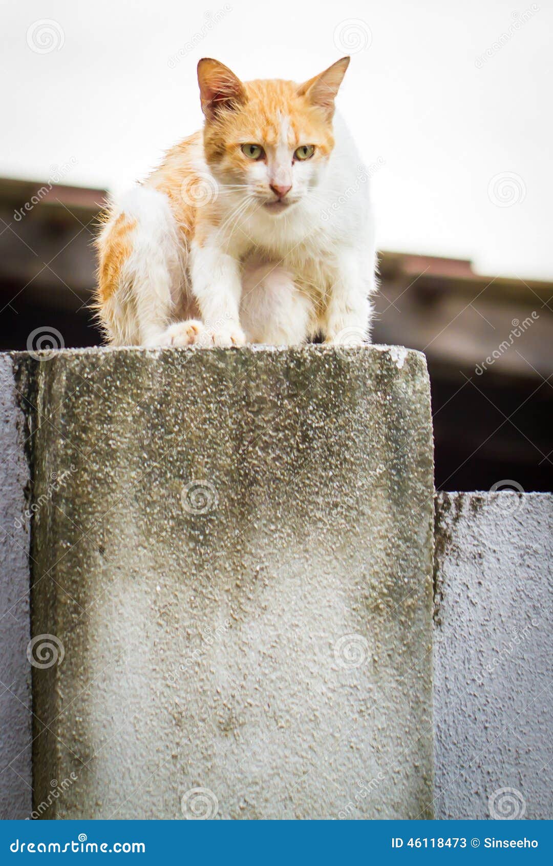 Gato alerta imagen de archivo. Imagen de gatito, siempre - 46118473