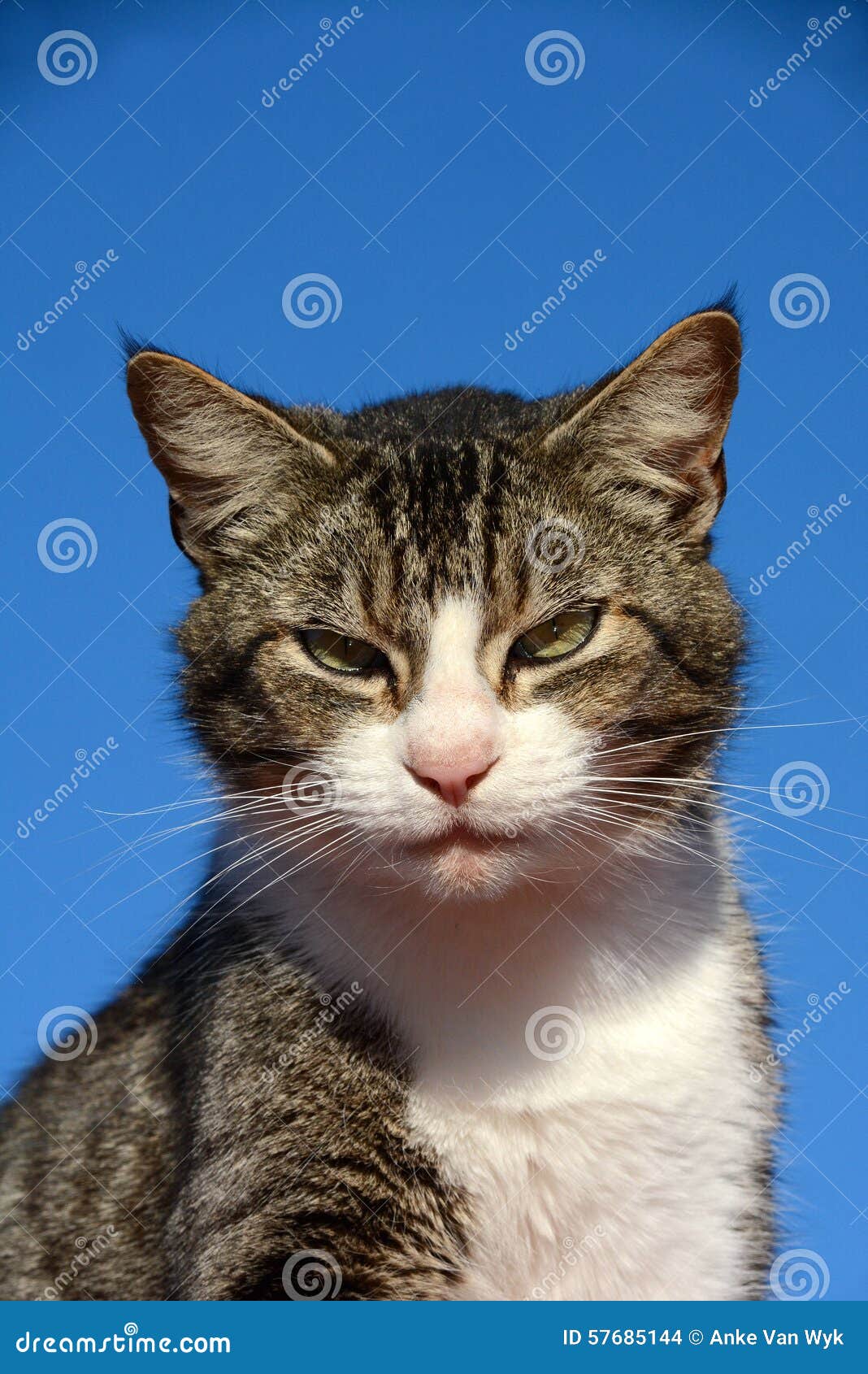 Gato alerta foto de archivo. Imagen de observador, pista - 57685144