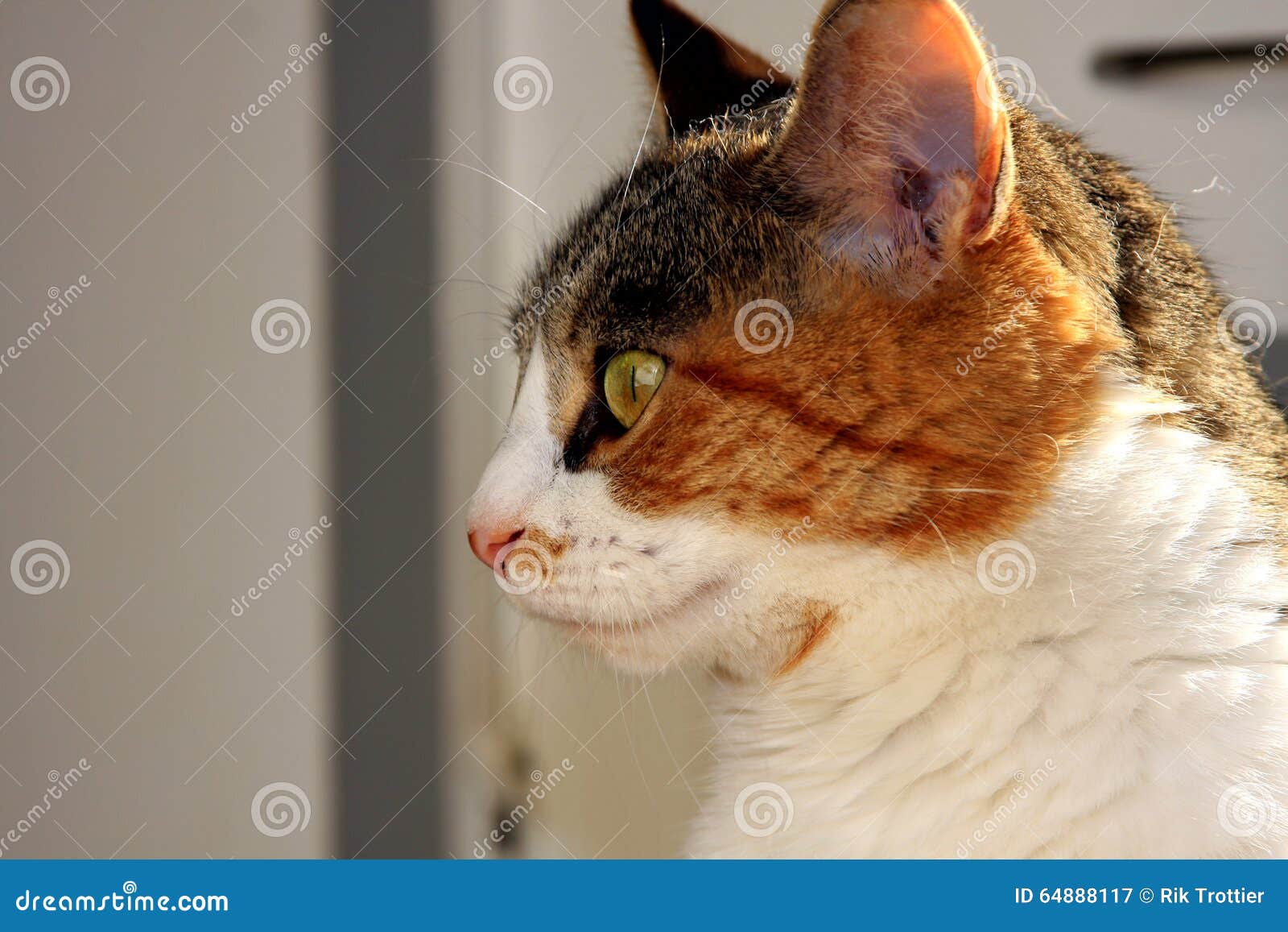 Gato alerta imagen de archivo. Imagen de tricolor, doméstico - 64888117