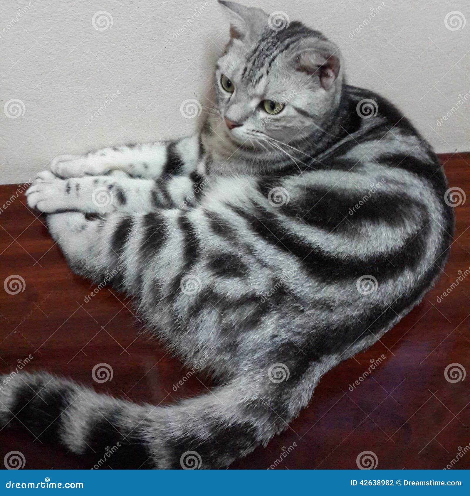 Gato Americano De Shorthair Foto de Stock - Imagem de gato, bonito ...