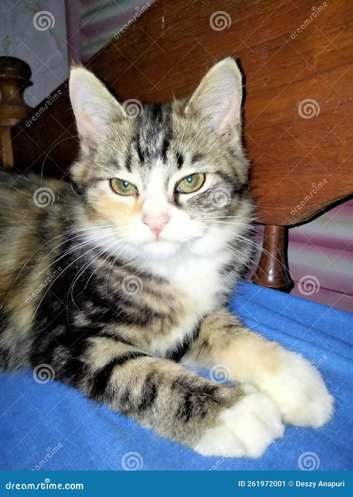 Gato Angora Con Ojos Hermosos Imagen de archivo - Imagen de angora ...