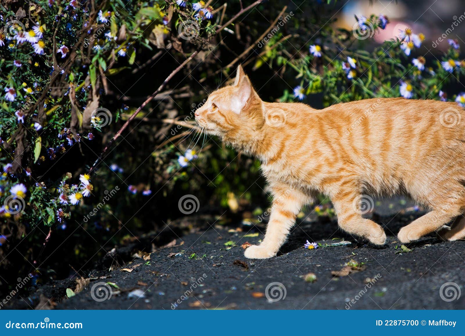 Gato ao ar livre foto de stock. Imagem de gato, fofofo - 22875700