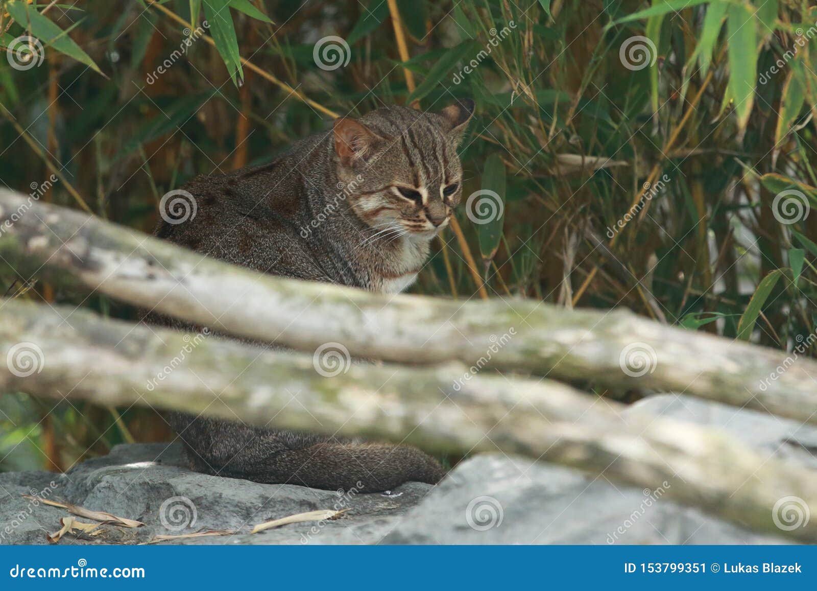 Gato asado imagen de archivo. Imagen de cubo, gato, roca - 153799351