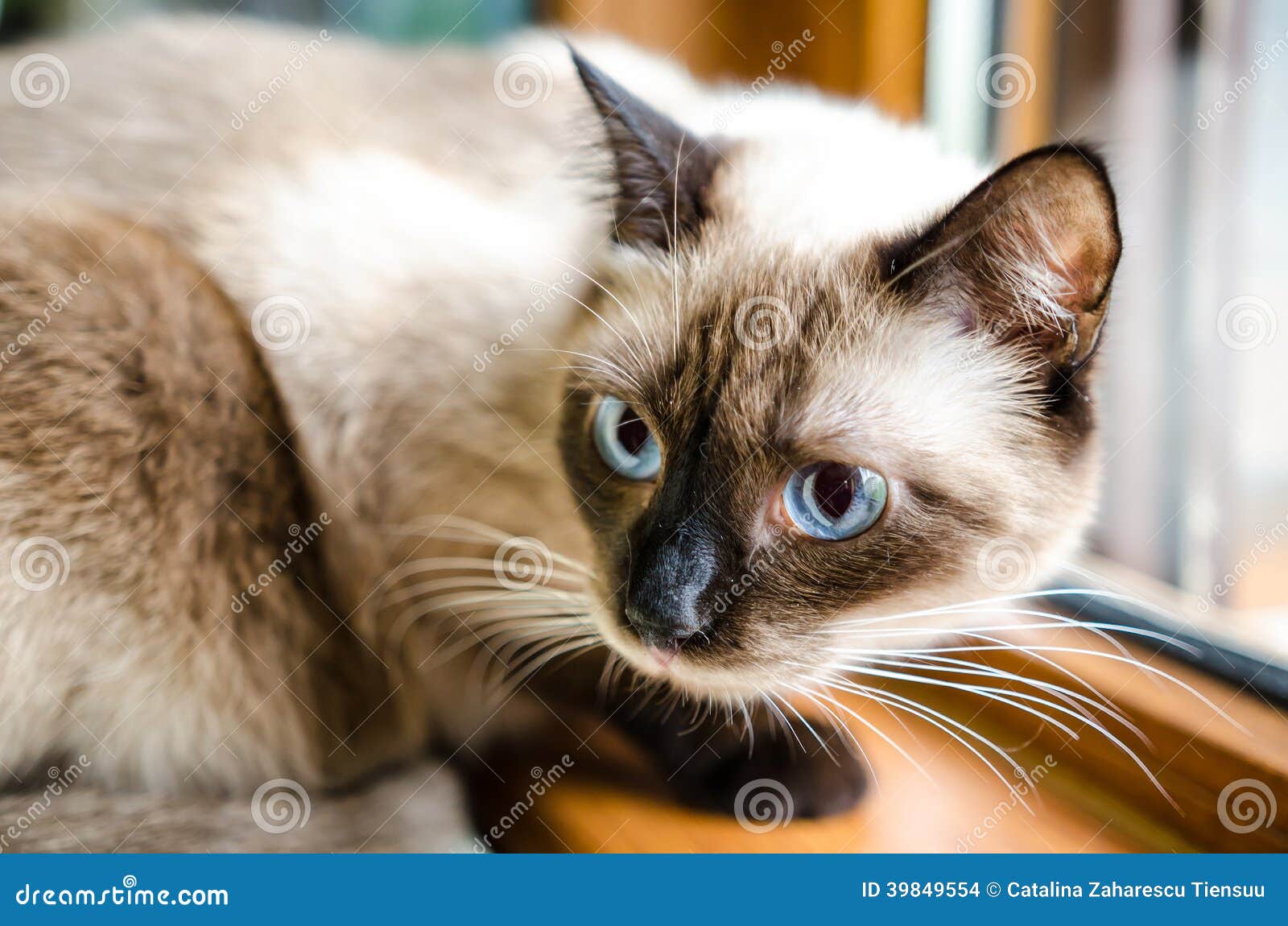 Gato assustado foto de stock. Imagem de curioso, olho - 39849554