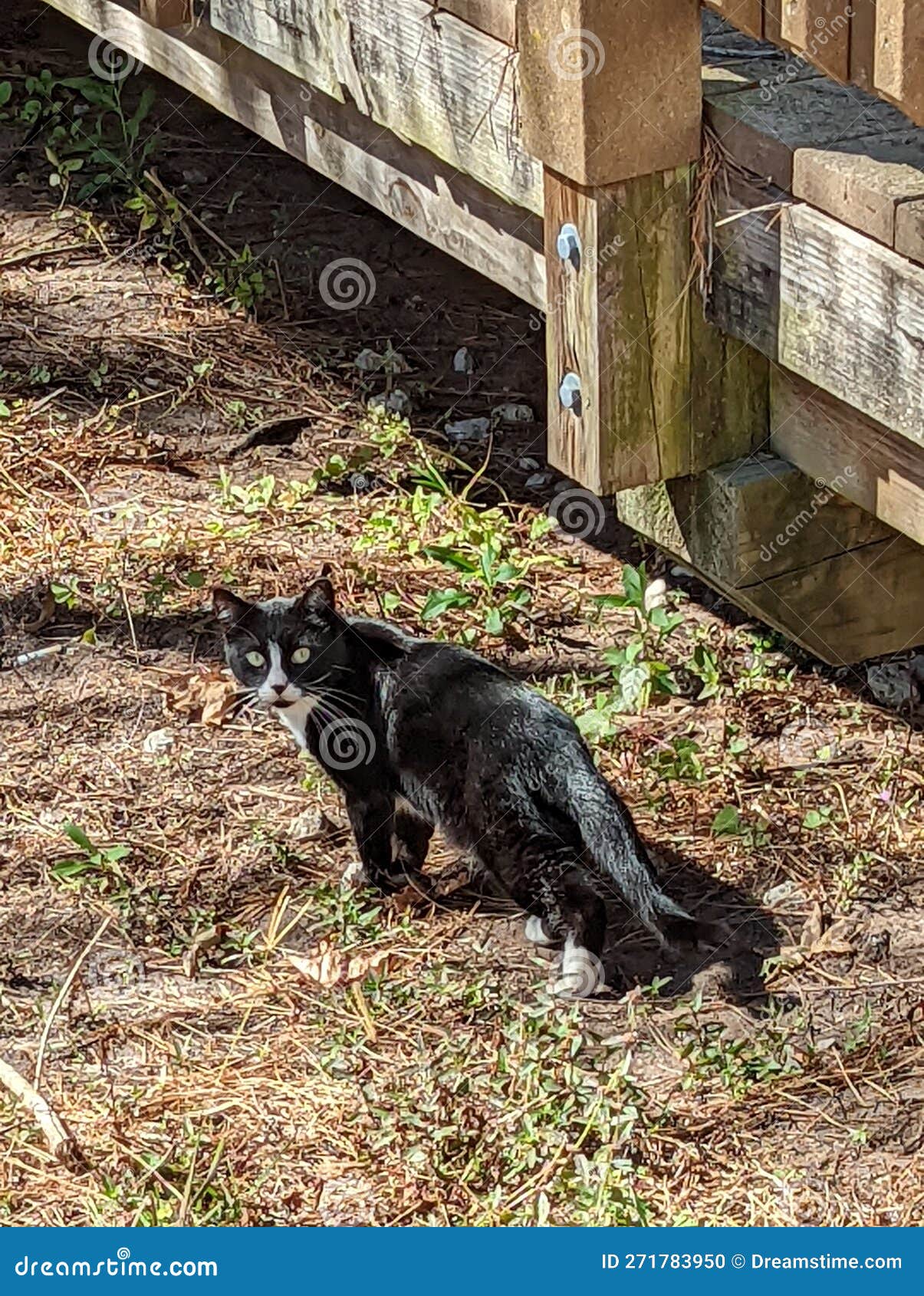 Gato Assustado Debaixo Da Ponte Foto de Stock - Imagem de planta ...