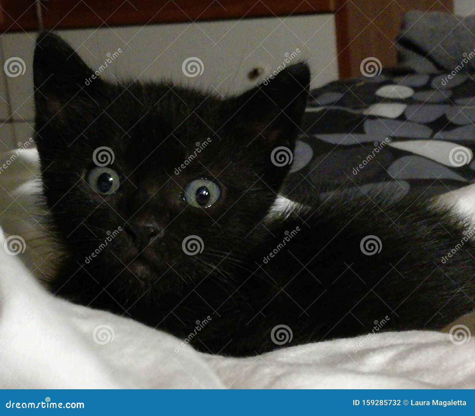 Gato Assustado Olhos azuis foto de stock. Imagem de gato - 159285732