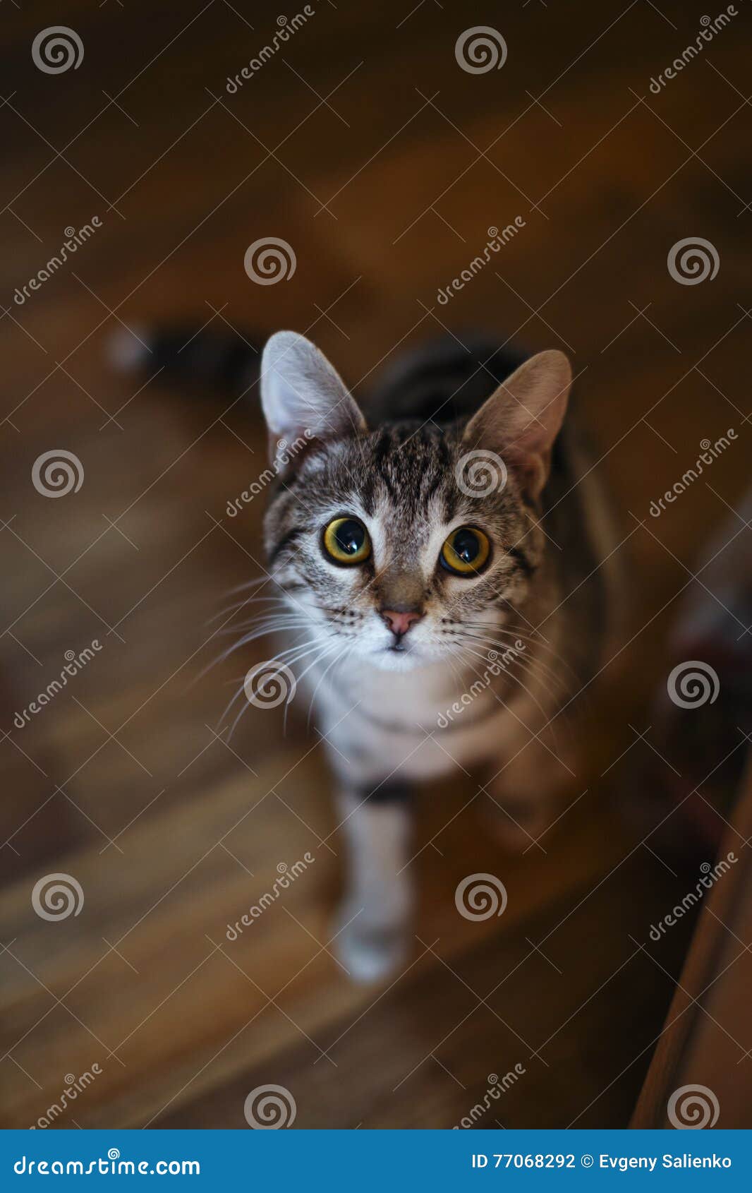 Gato Assustado Pronto Para Atacar Foto de Stock - Imagem de espionagem ...