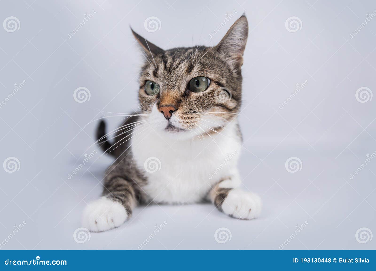 Gato Assustado Sobre Fundo Branco. Gato Assustado Deitado E Olhando ...