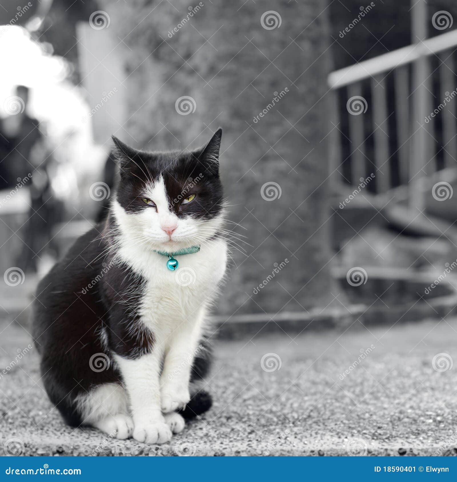 Gato astuto imagen de archivo. Imagen de gato, delicado - 18590401