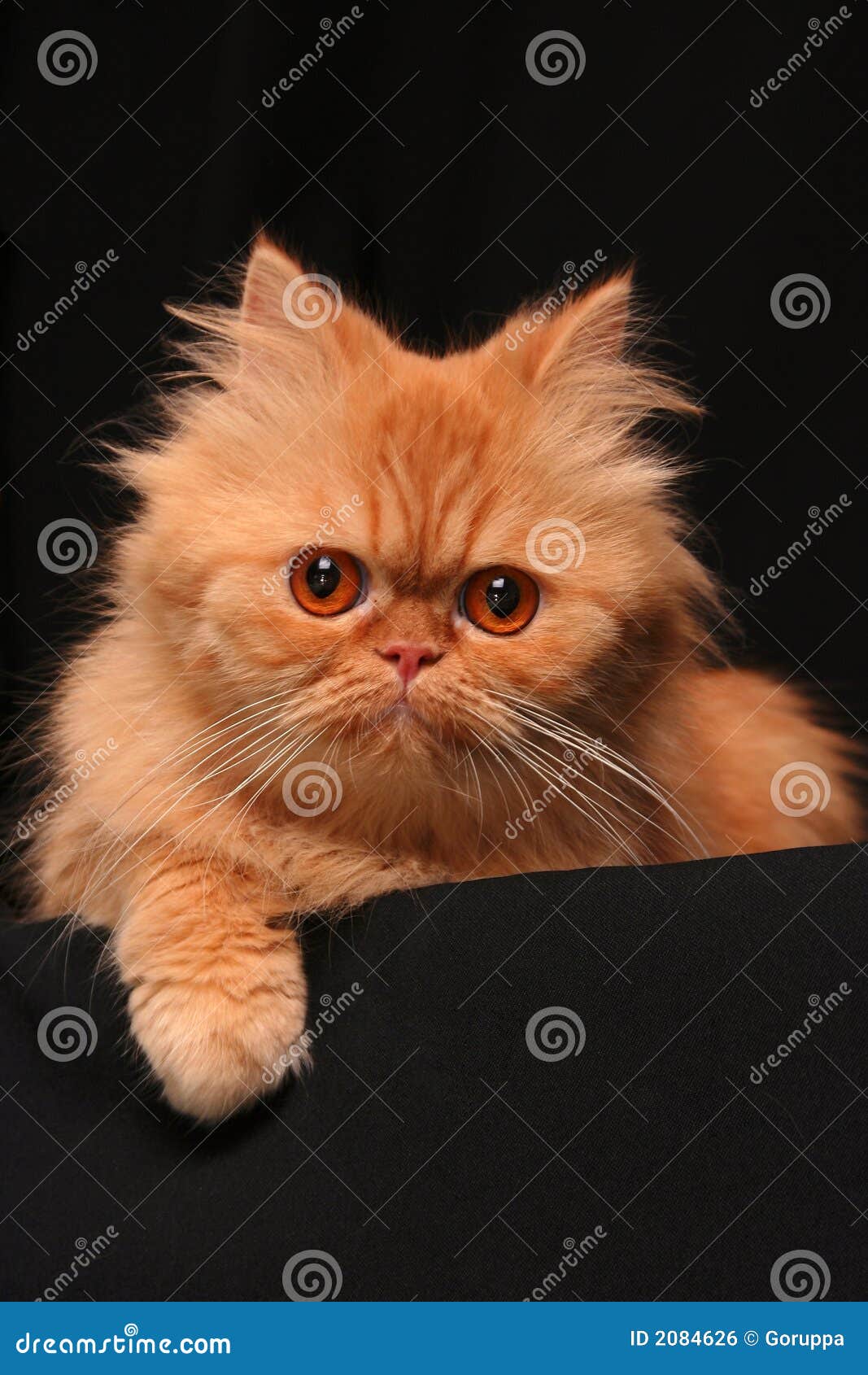 Gato astuto foto de stock. Imagem de alaranjado, retrato - 2084626