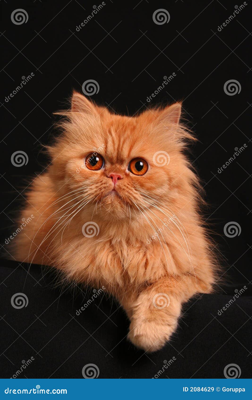 Gato astuto imagem de stock. Imagem de animal, retrato - 2084629