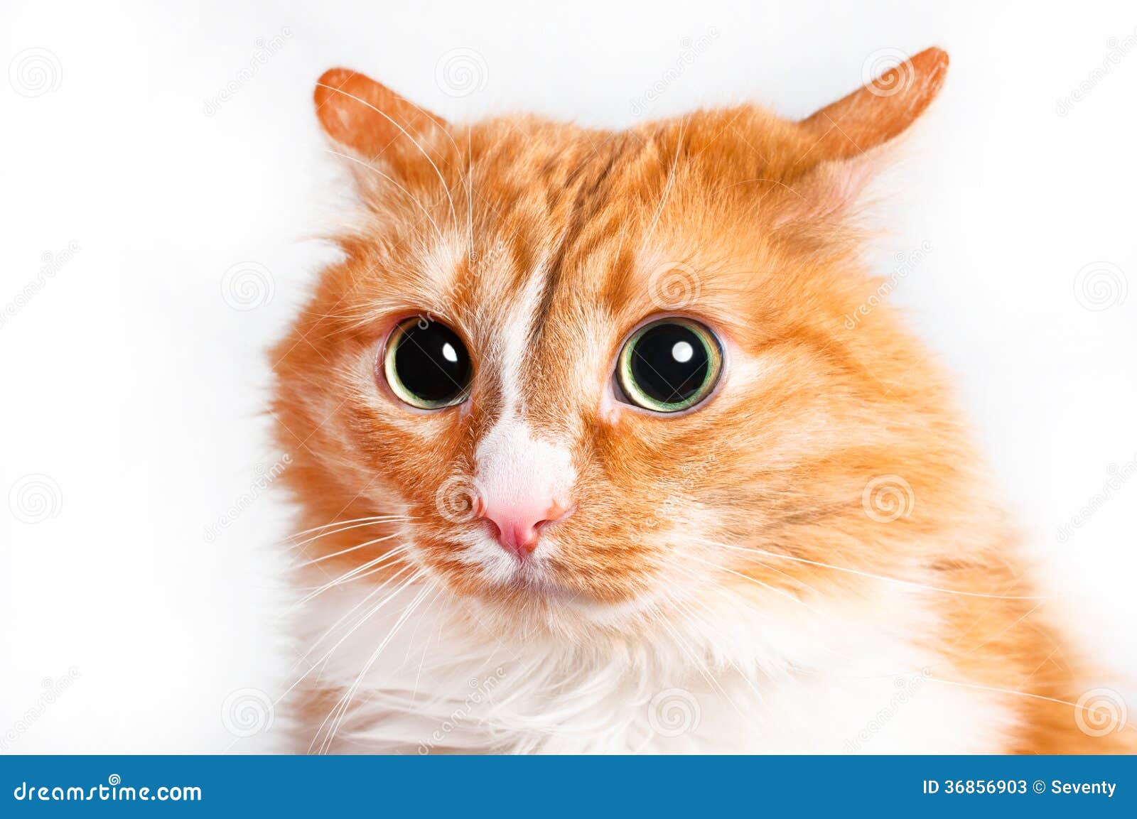 Gato, astuto imagen de archivo. Imagen de recuerdo, arrancar - 36856903