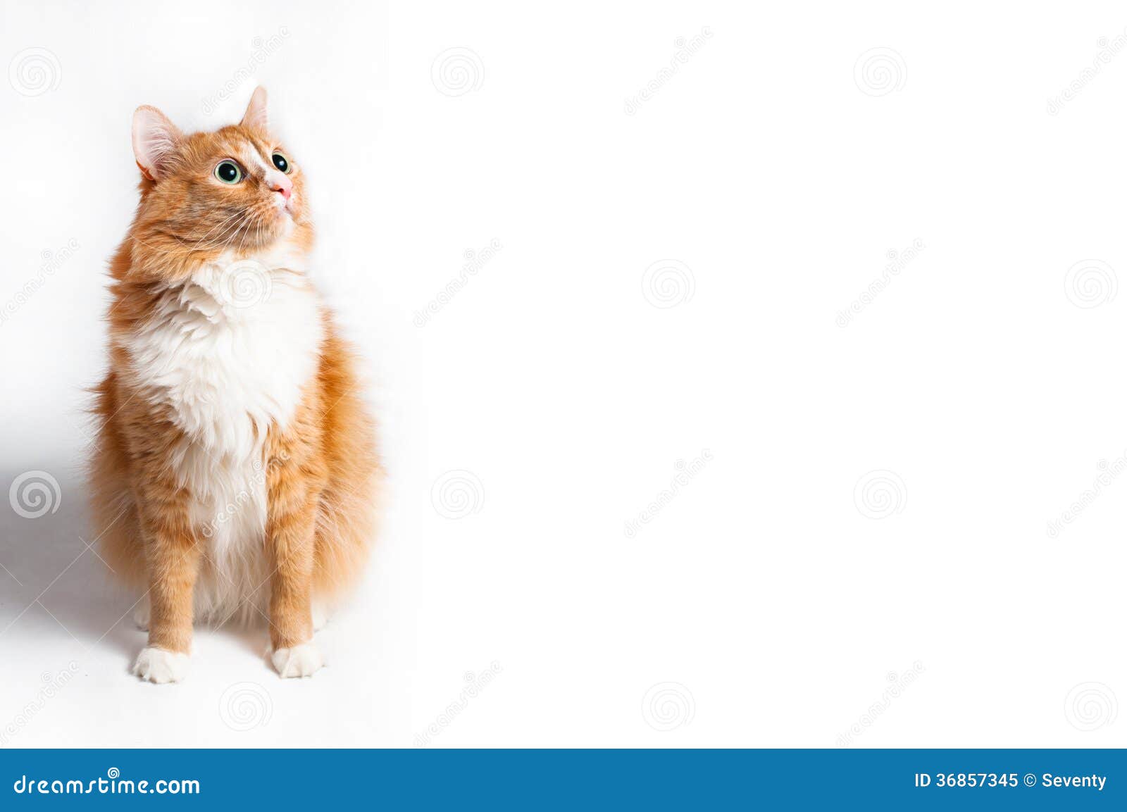 Gato, astuto imagen de archivo. Imagen de blanco, ojos - 36857345