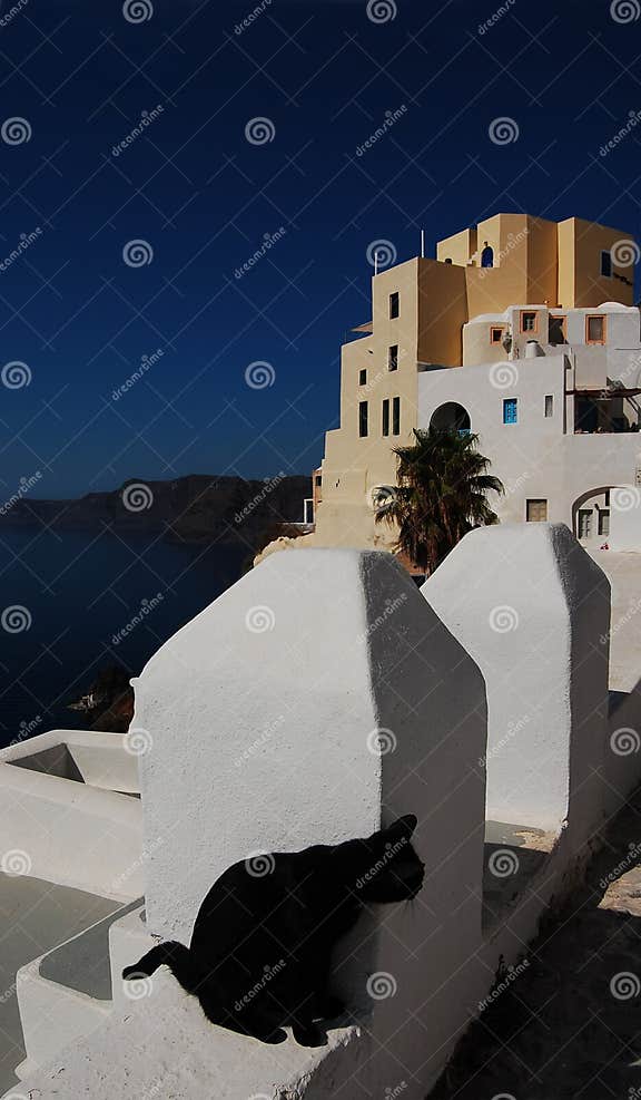 Gato astuto imagen de archivo. Imagen de gato, negro, maravilloso - 6832767