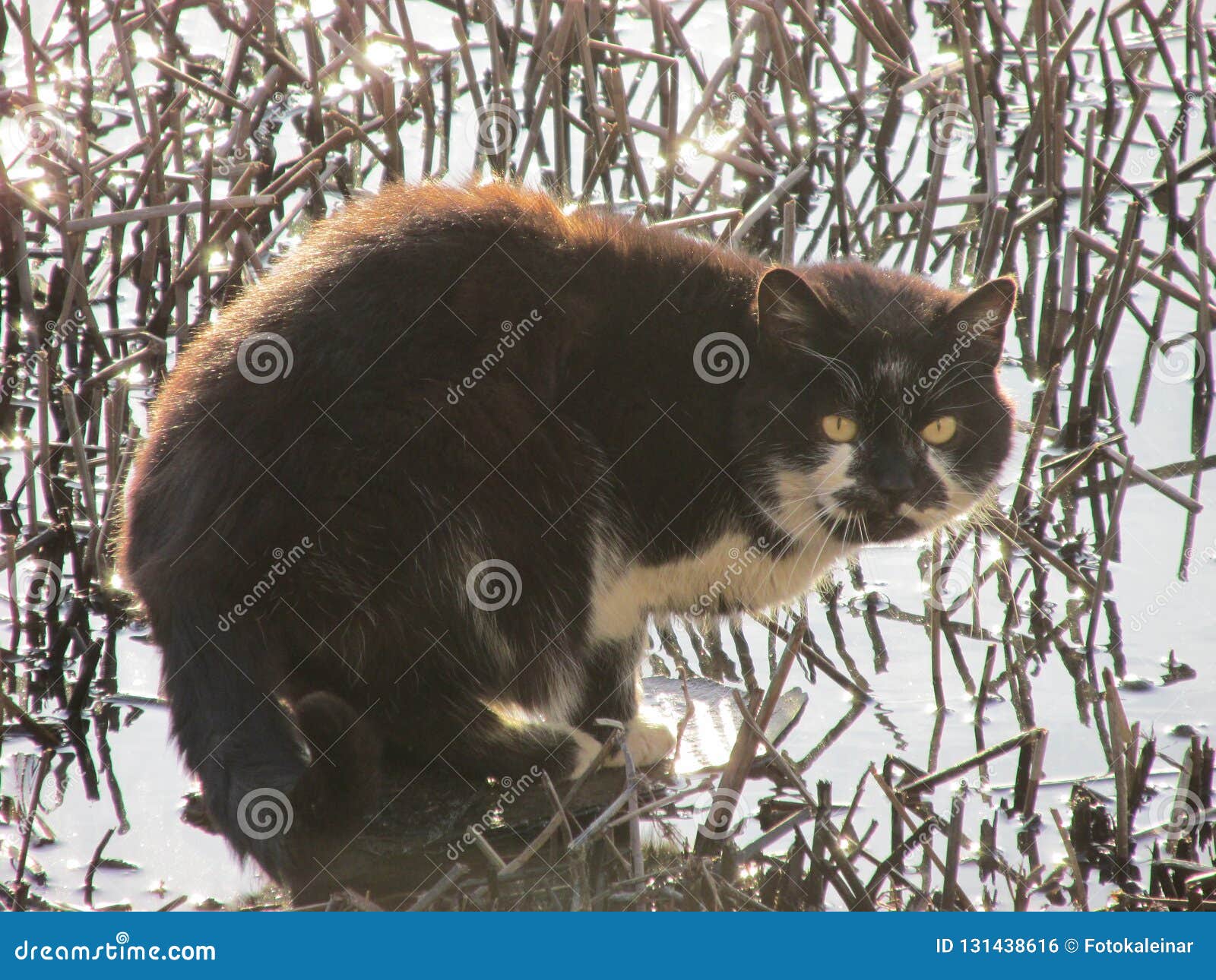 Gato astuto en el hielo foto de archivo. Imagen de invierno - 131438616