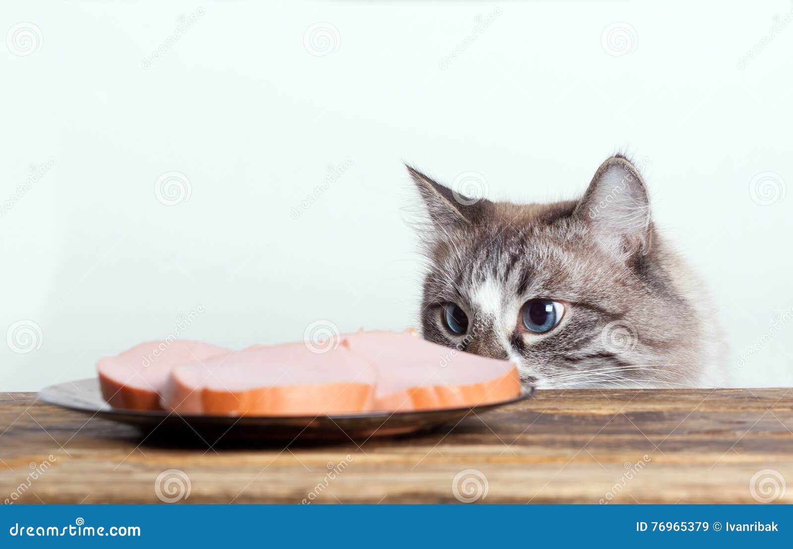 Gato astuto hambriento imagen de archivo. Imagen de sigiloso - 76965379