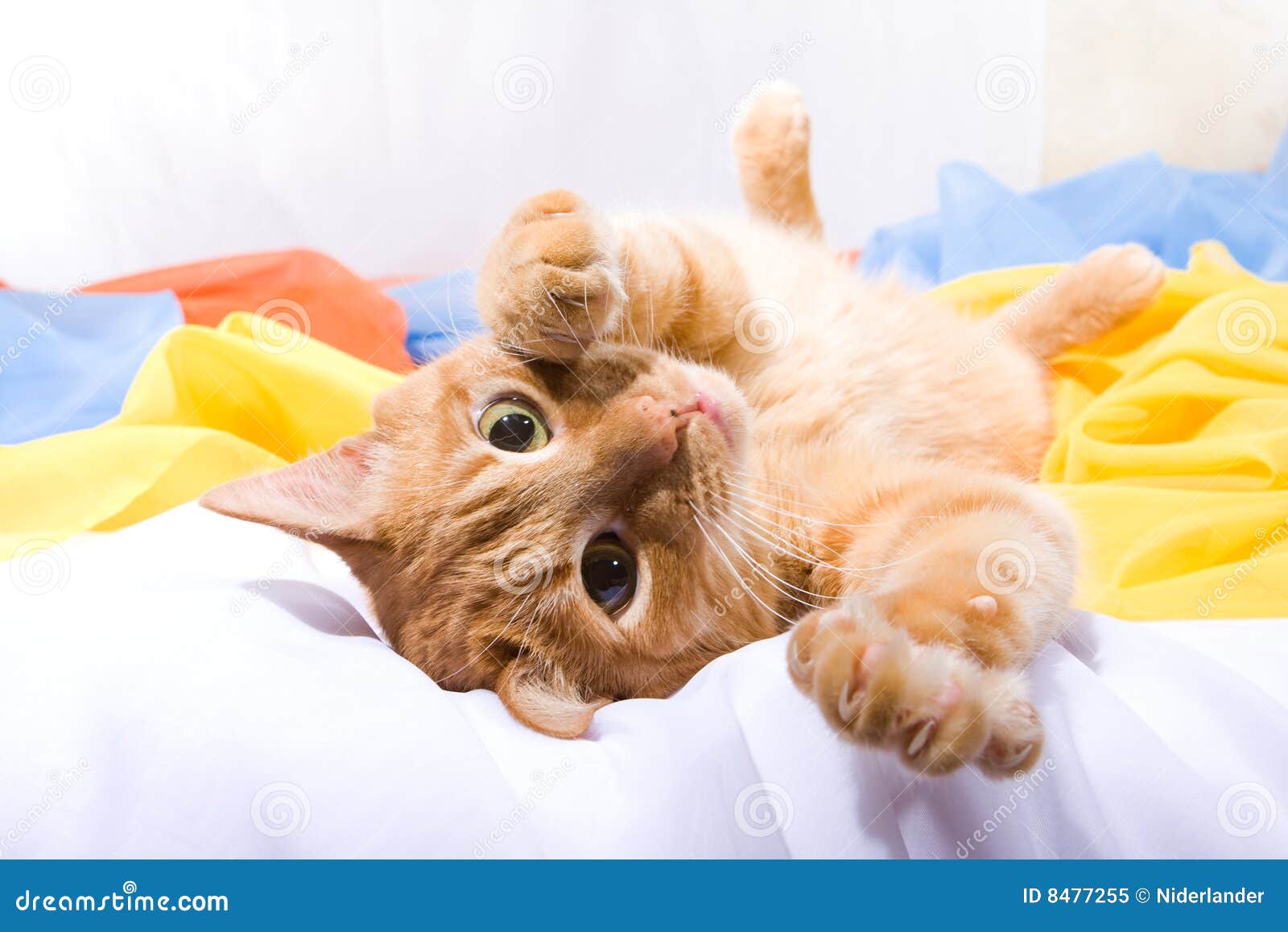 Gato astuto juguetón imagen de archivo. Imagen de gato - 8477255