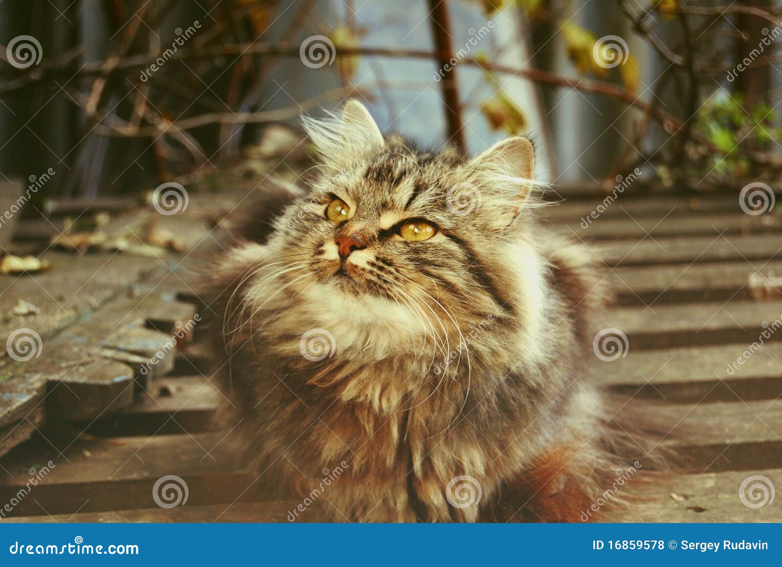 Gato atento foto de archivo. Imagen de mueca, cuidado - 16859578