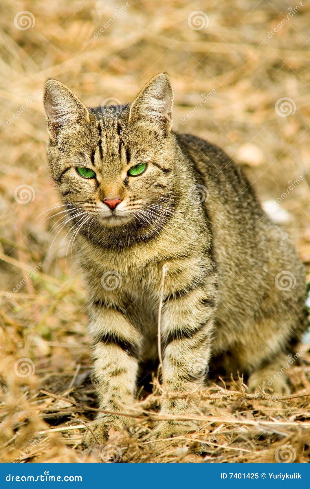 Gato atento imagem de stock. Imagem de elegante, verde - 7401425
