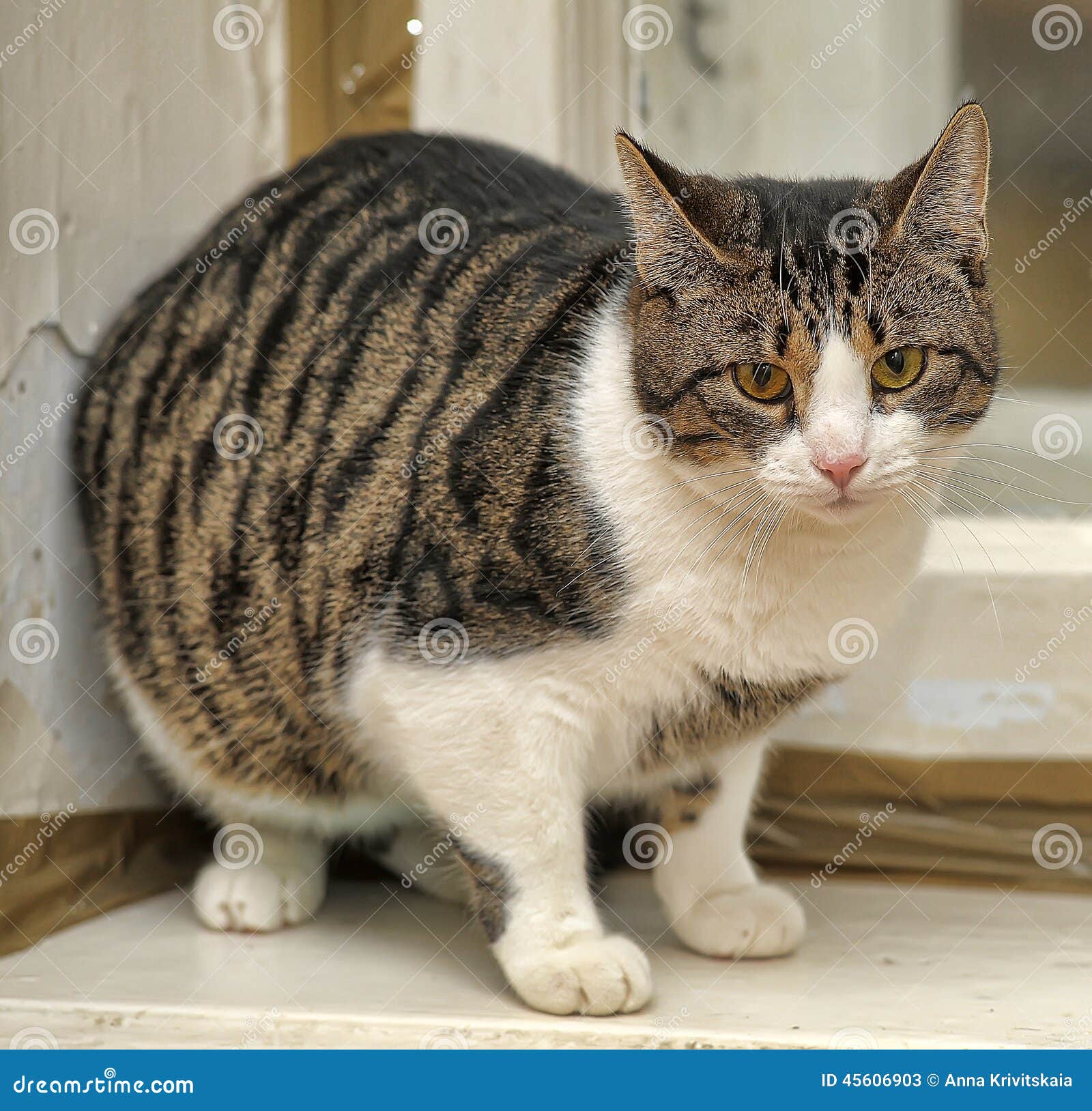 Gato Atigrado Con El Gato Blanco Imagen de archivo - Imagen de frente ...