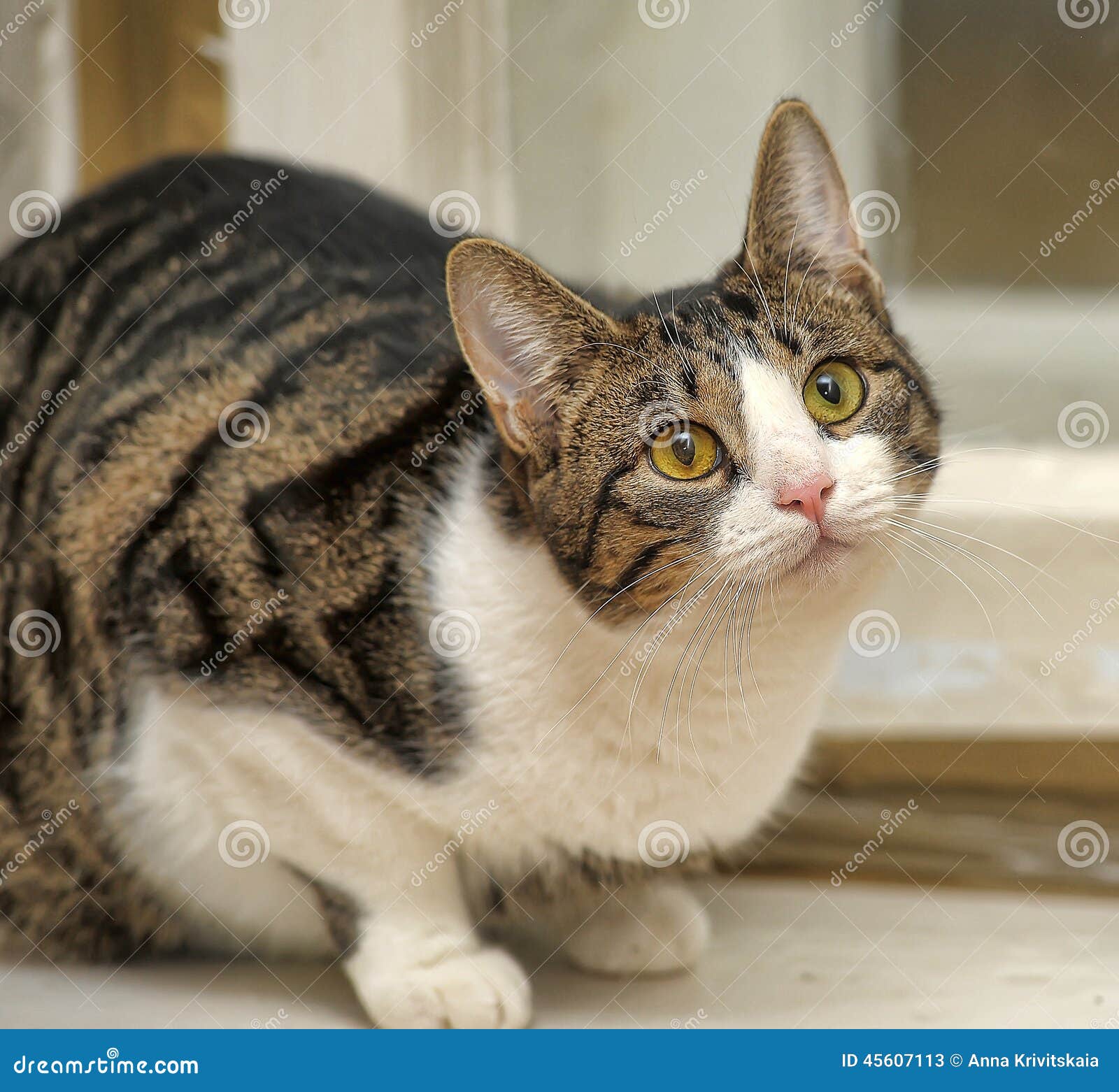 Gato Atigrado Con El Gato Blanco Imagen de archivo - Imagen de frente ...