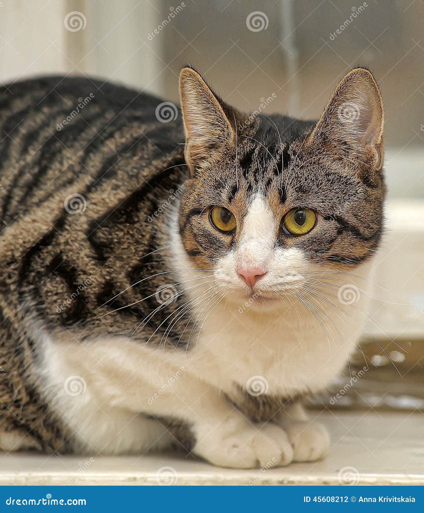 Gato Atigrado Con El Gato Blanco Foto de archivo - Imagen de gris ...
