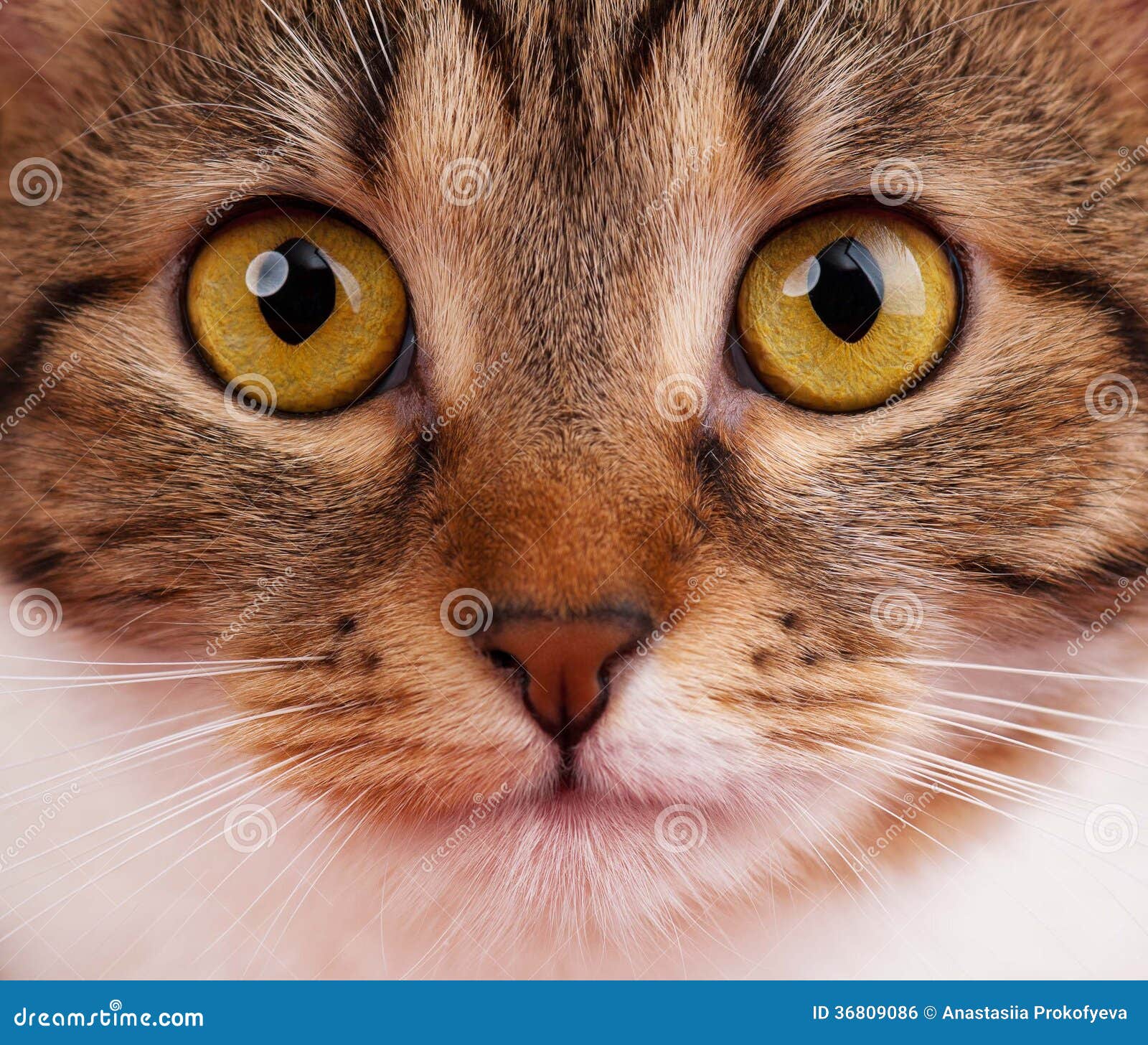 Gato atigrado lindo foto de archivo. Imagen de felino - 36809086