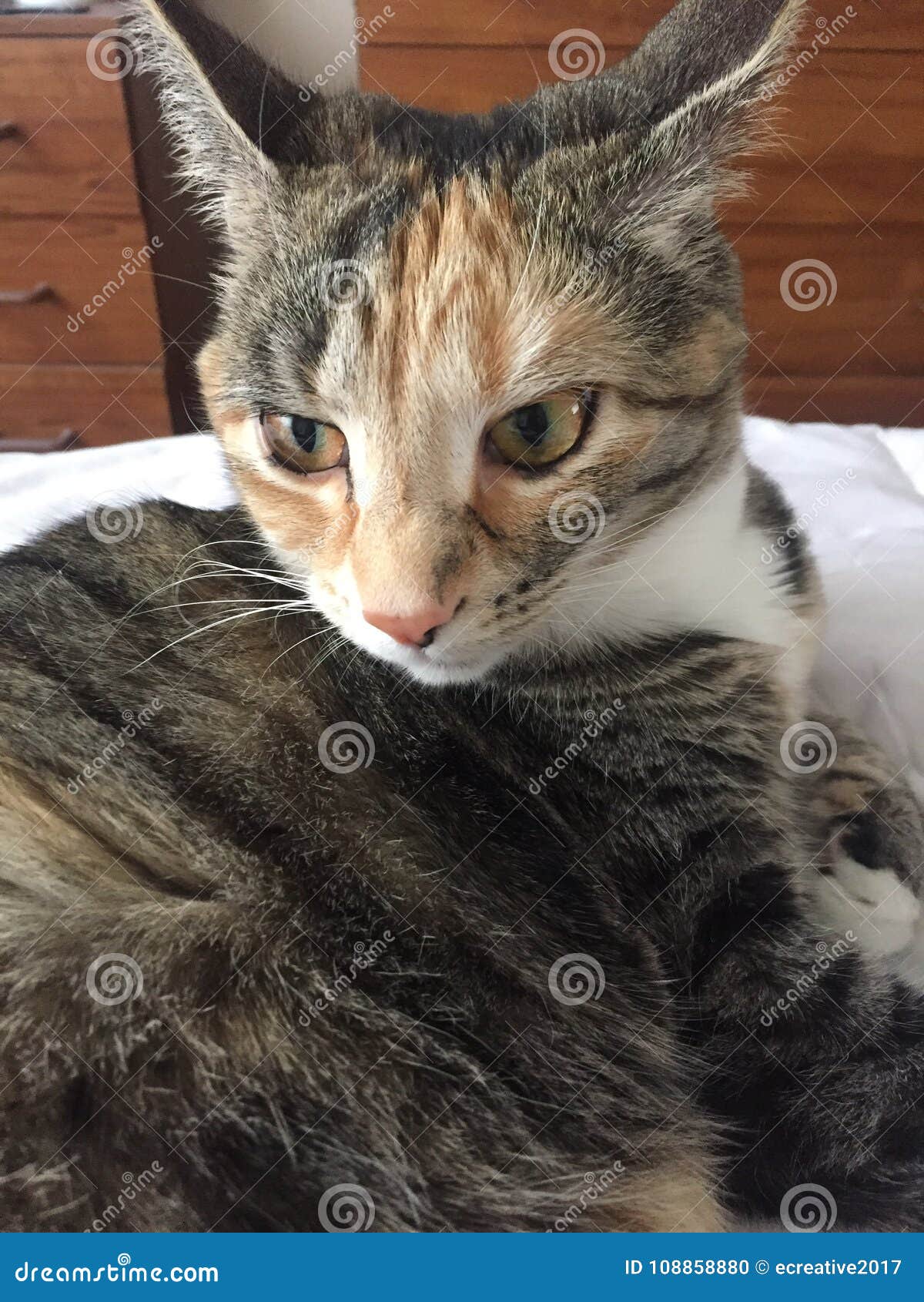 Gato Atigrado Y Concha Cat Siblings Foto de archivo - Imagen de hermoso ...