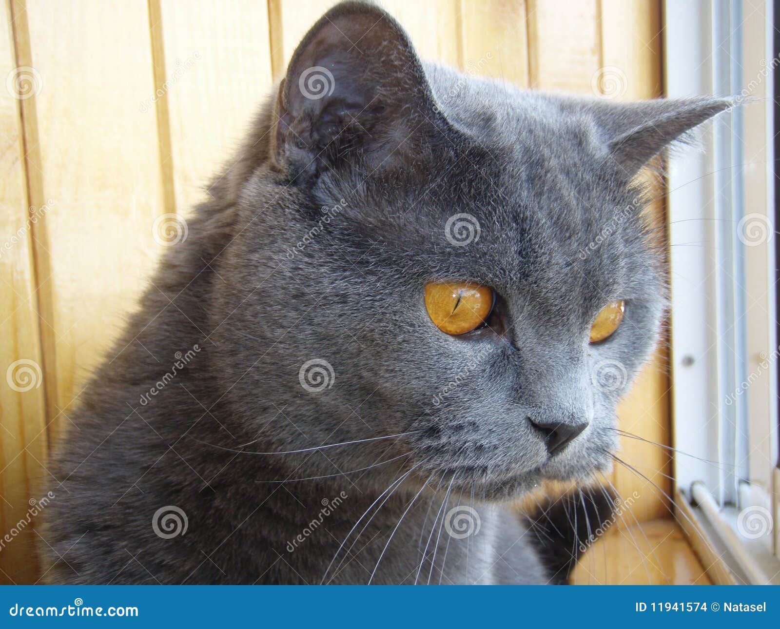 Gato azul Britannic foto de archivo. Imagen de azul, ojos - 11941574