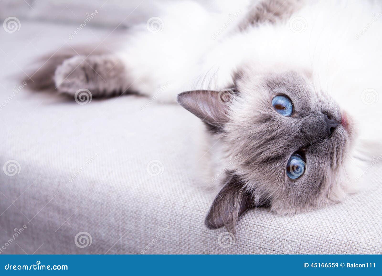 Gato Azul De Ragdoll Del Colorpoint Que Miente En El Sofá Imagen de ...