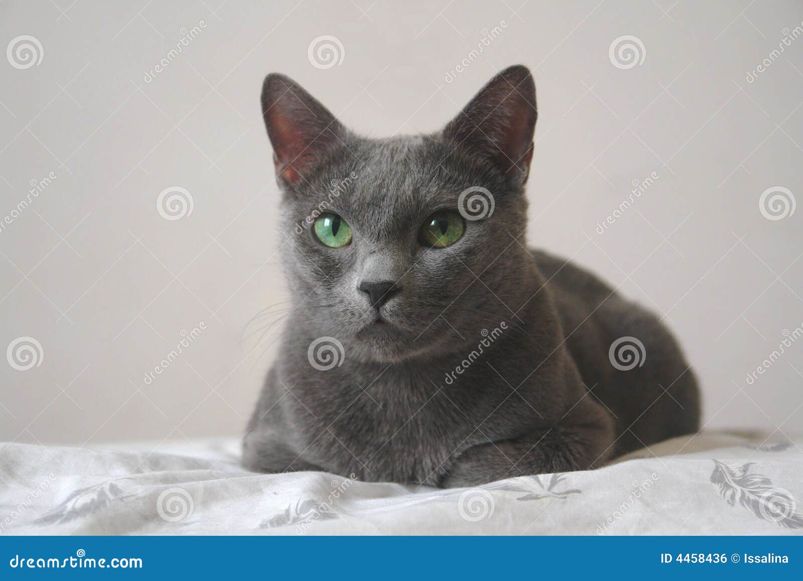 Gato azul do russo foto de stock. Imagem de retrato, gato - 4458436