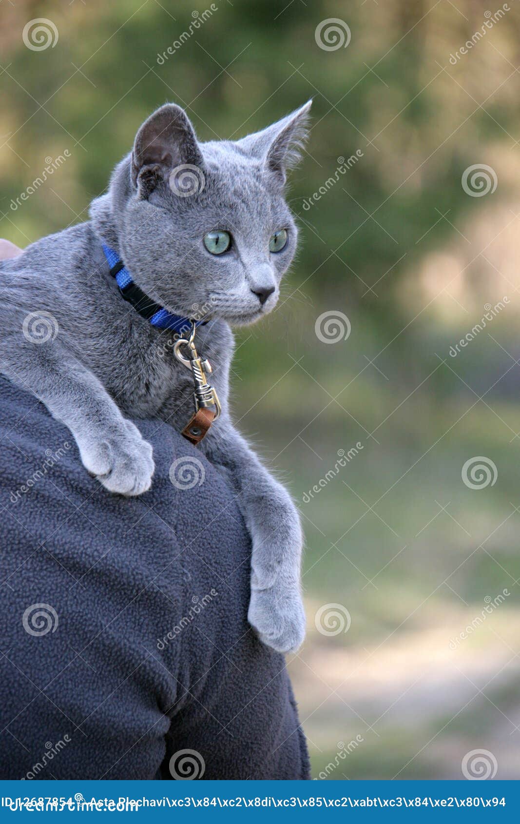 Gato azul ruso foto de archivo. Imagen de ruso, cubo - 12687854