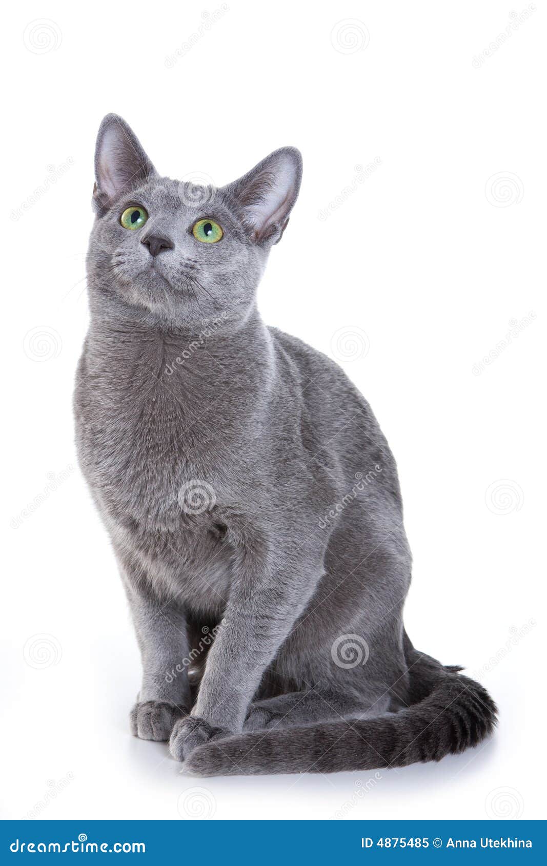 Gato azul ruso imagen de archivo. Imagen de animal, doméstico - 4875485