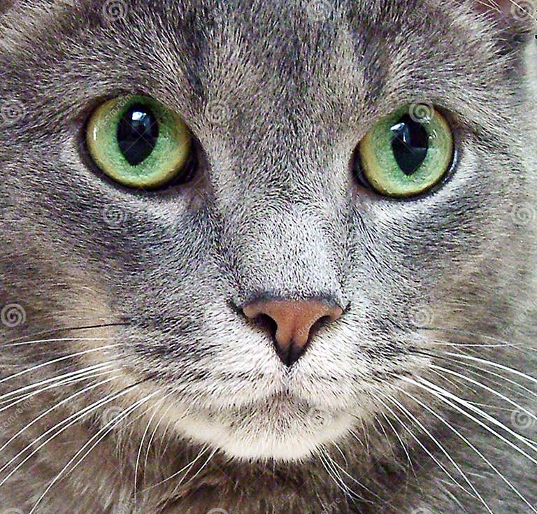 Gato azul ruso foto de archivo. Imagen de animal, cara, ruso - 80146