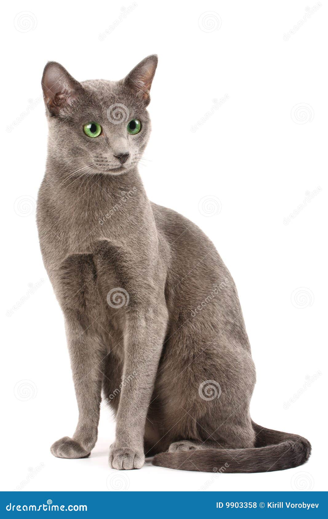 Gato azul ruso foto de archivo. Imagen de ronroneo, aislado - 9903358