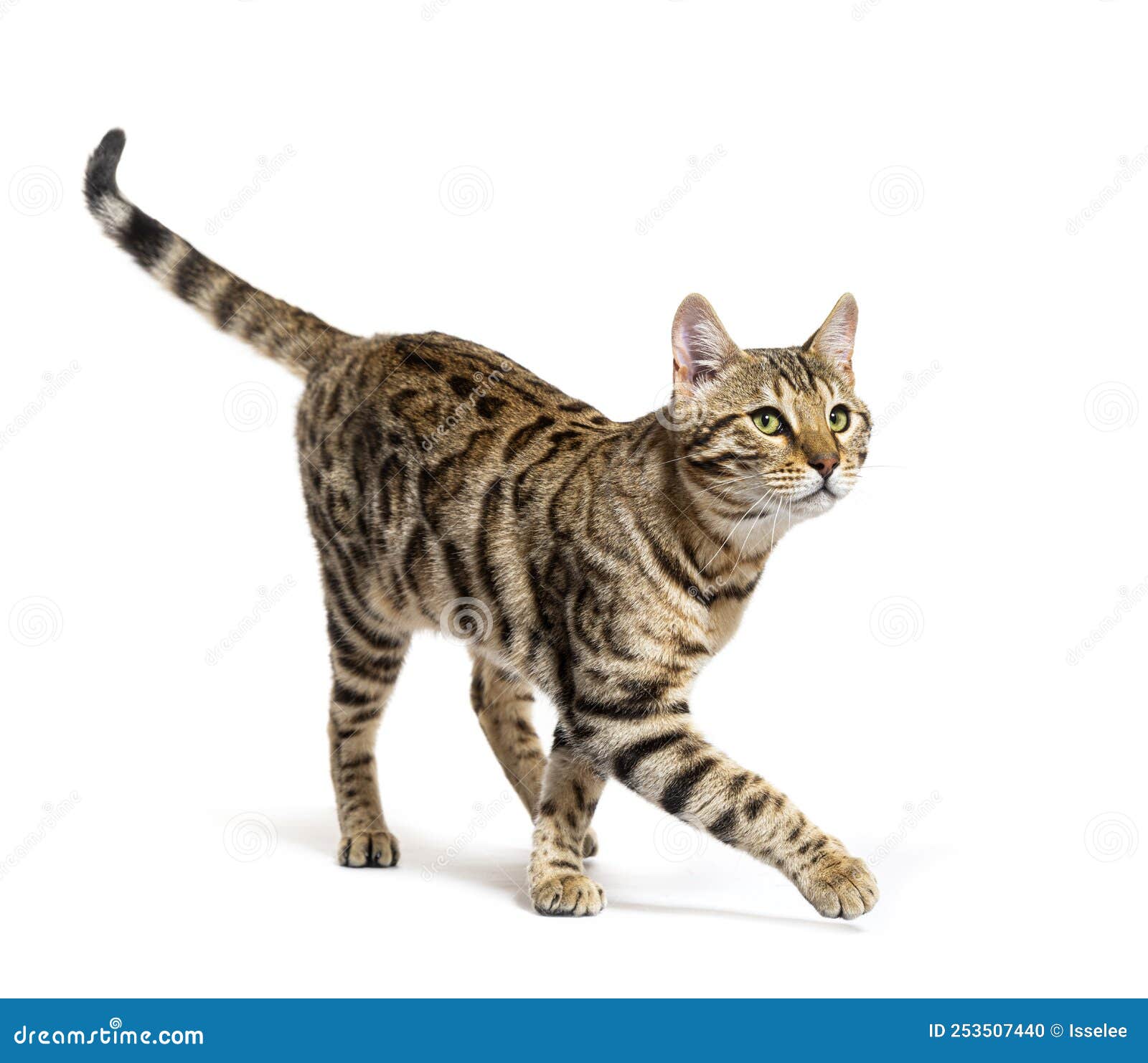 Gato Bengal Andando E Olhando Isolado Foto de Stock - Imagem de povos ...