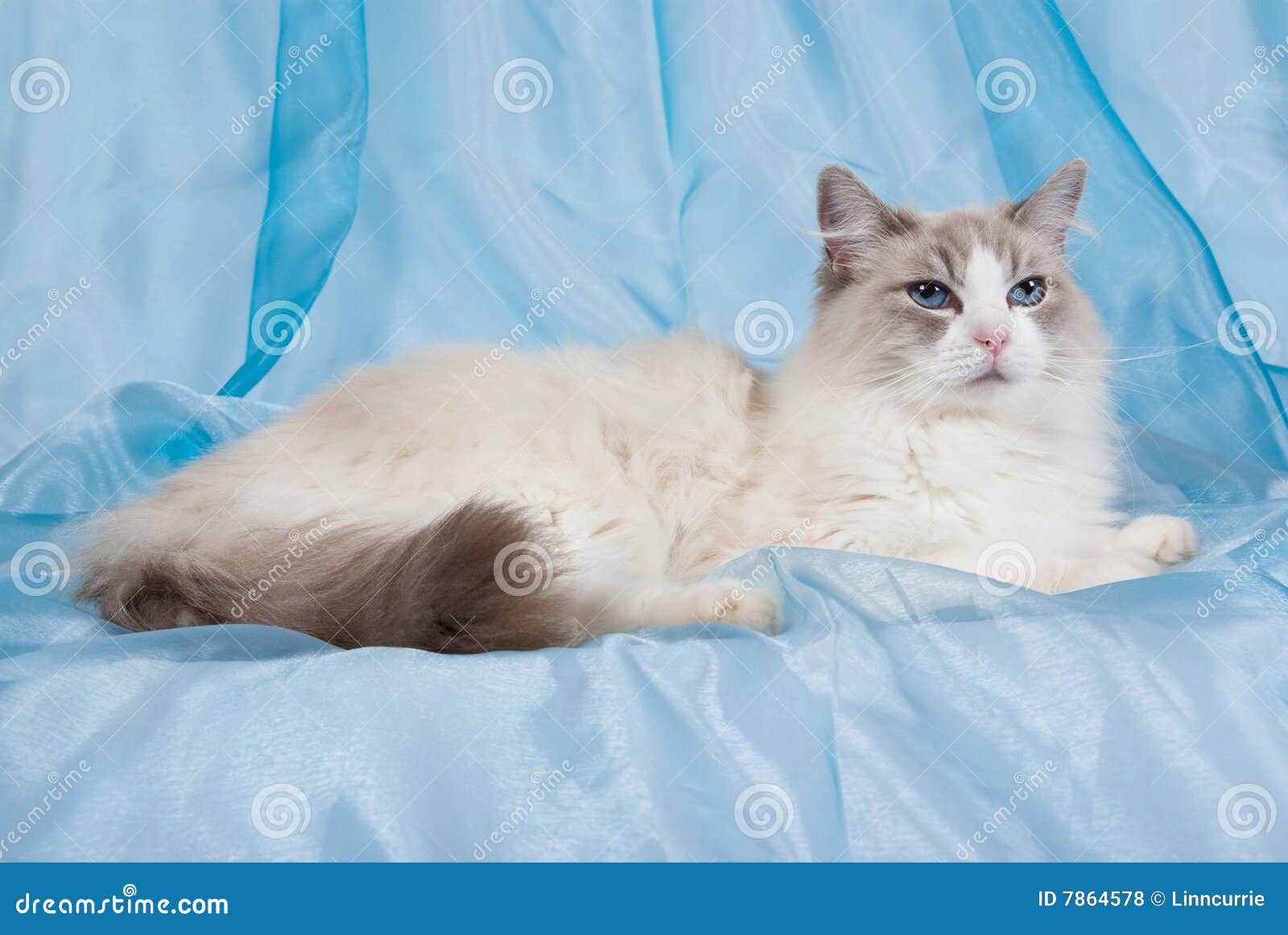 Gato Bicolor Azul De Ragdoll Foto de Stock - Imagem de qualidade ...