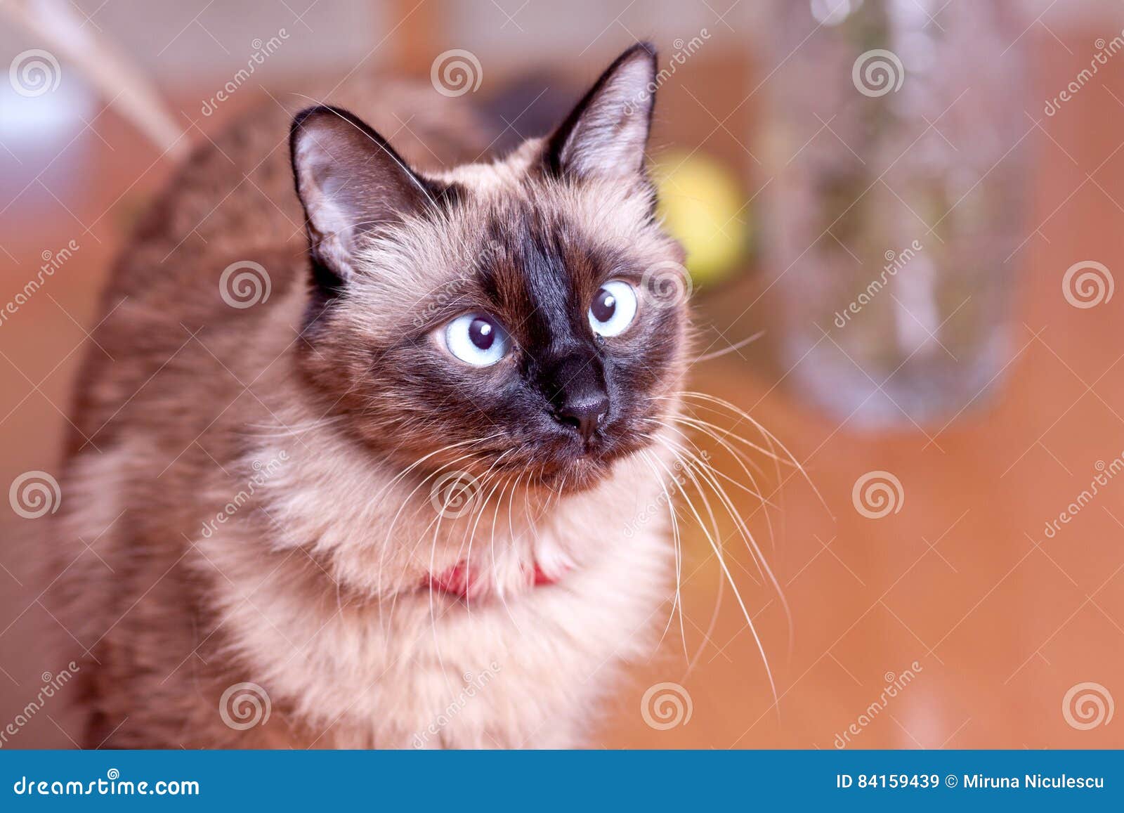 Gato bizco de Birmanese imagen de archivo. Imagen de rojo - 84159439