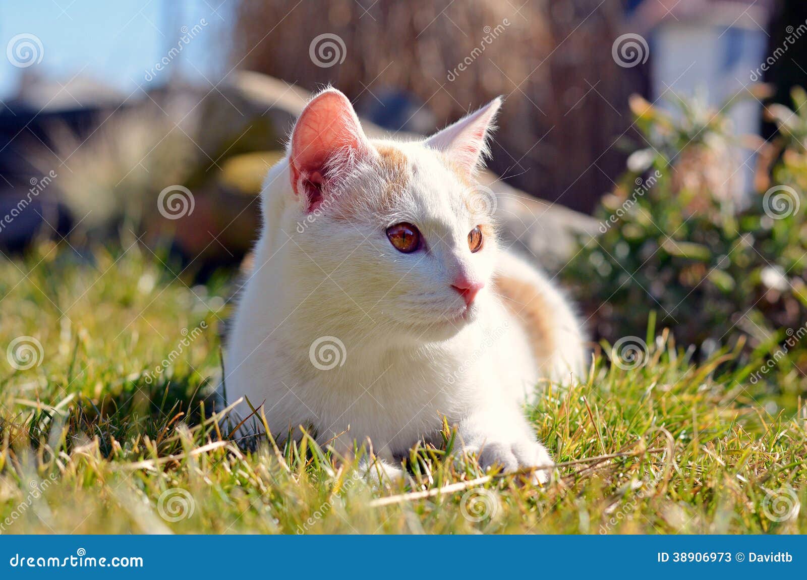 Gato blanco curioso lindo imagen de archivo. Imagen de mirada - 38906973
