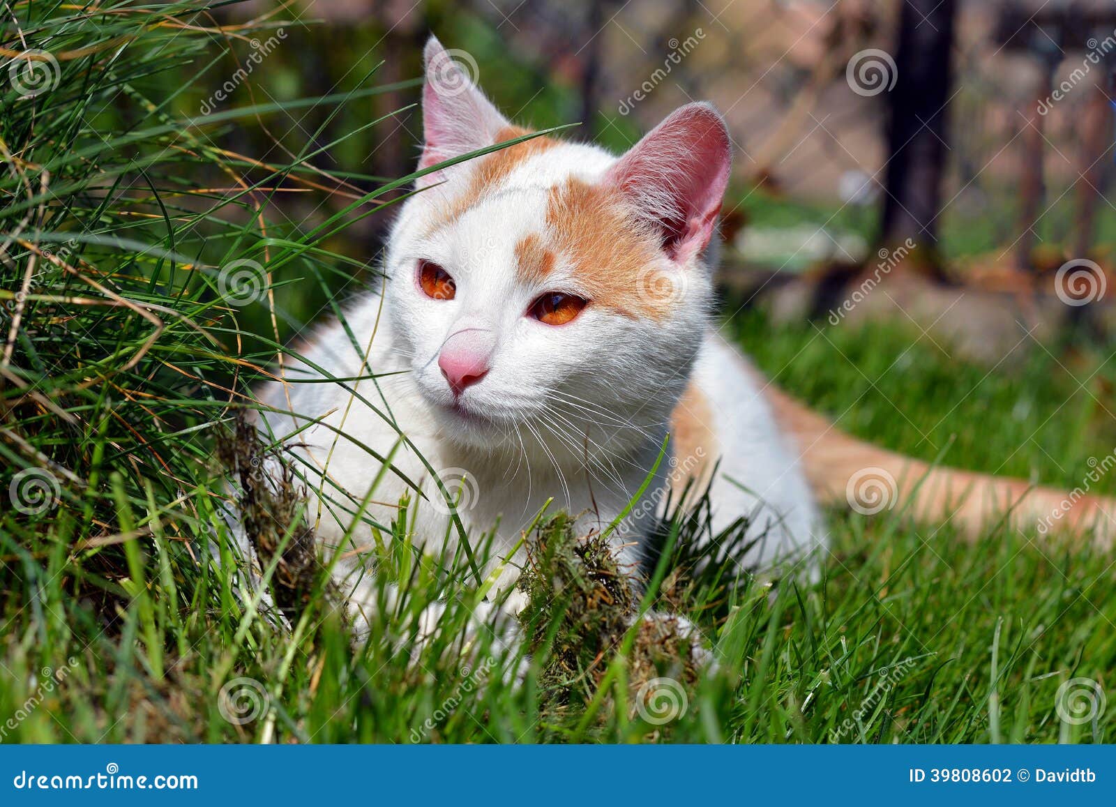 Gato blanco curioso lindo foto de archivo. Imagen de hermoso - 39808602
